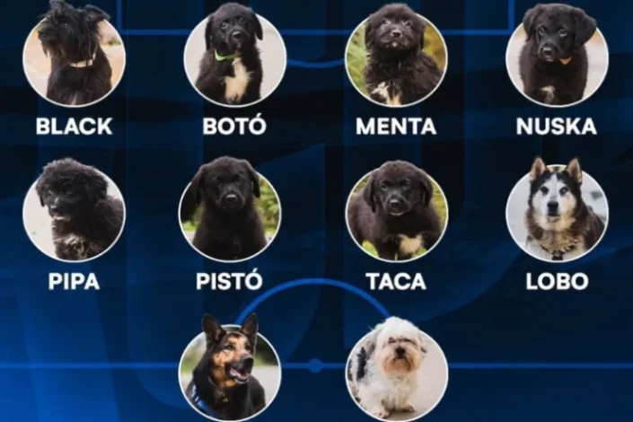 Unusual Squad Announcement from "Espanyol" Football Club: Stray Dogs ...